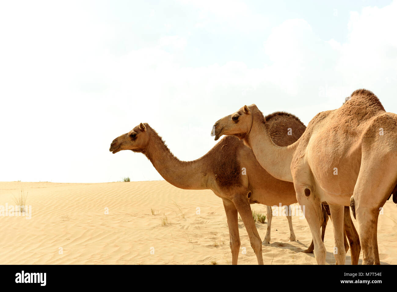 Arabian Camels In The Desert