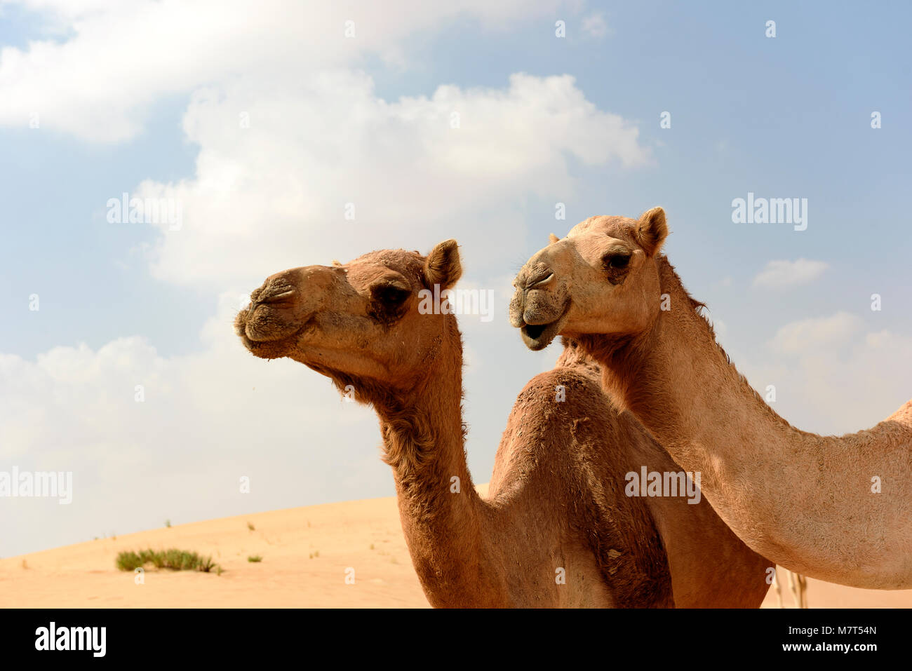 Camels in Arabian Sand Desert Stock Photo - Alamy