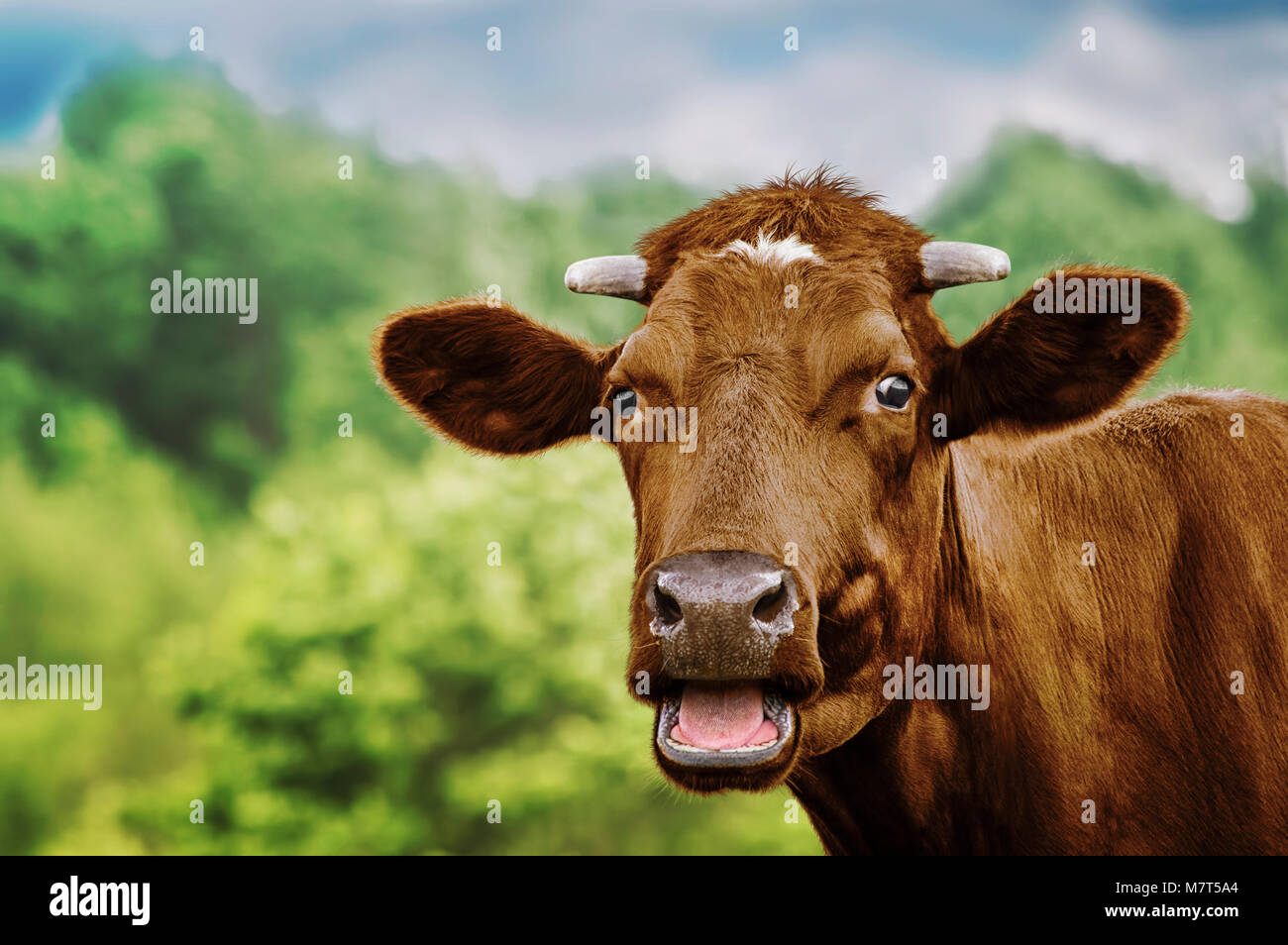 Cute brown caw in the farm. Selective focus Stock Photo - Alamy