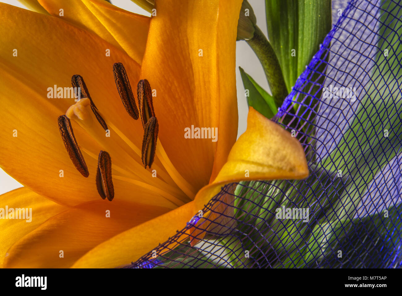 Orange lily flower plant , macro pollen stamen Stock Photo - Alamy
