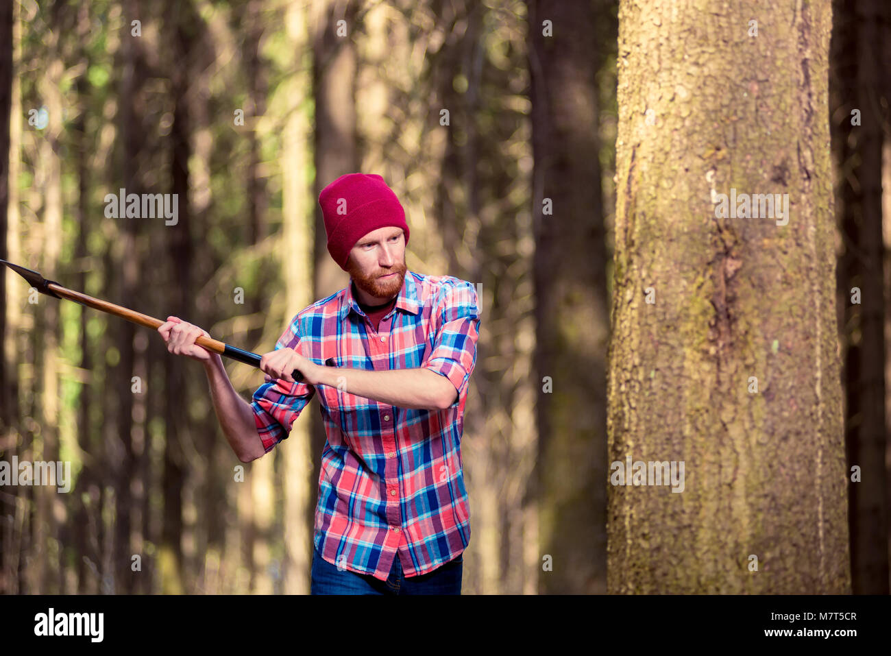 the lumberjack swung his ax to cut a tree into the forest Stock Photo ...
