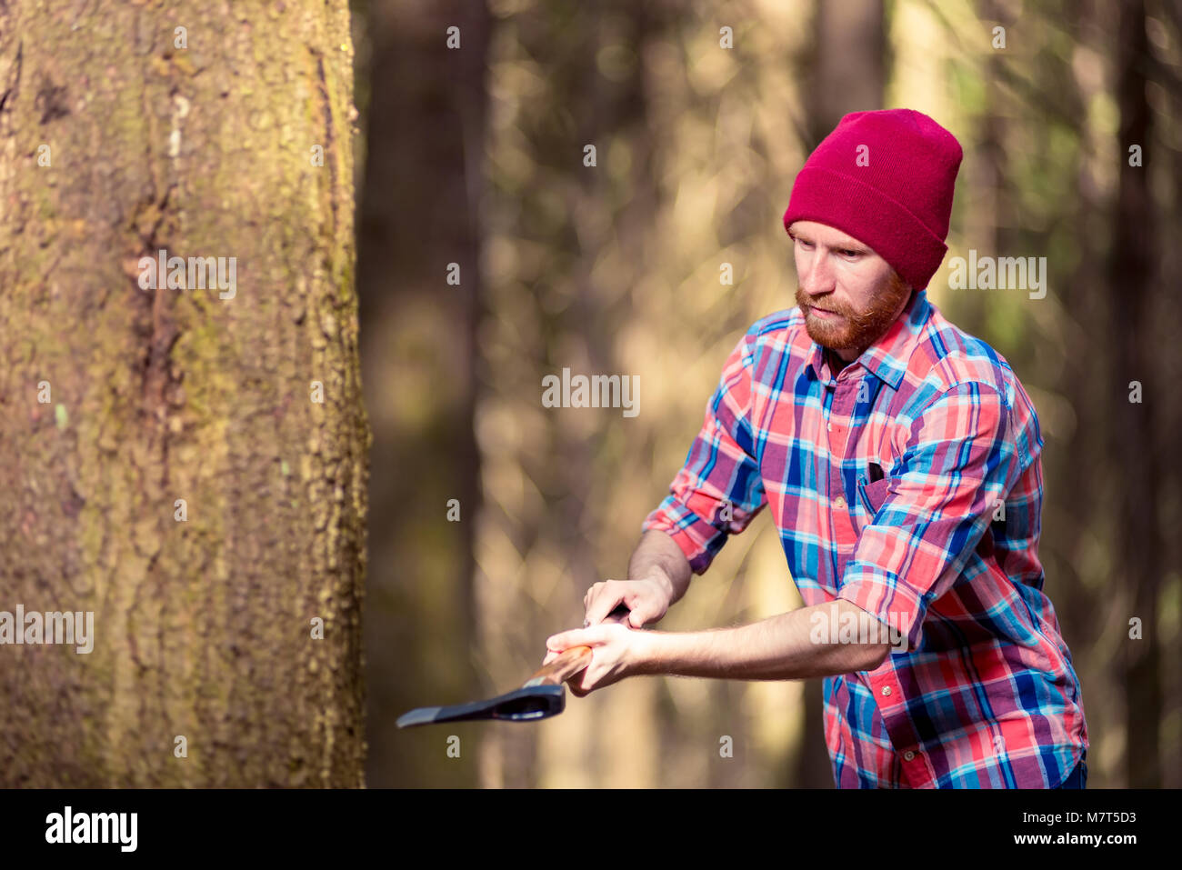 lumberjack while working with an ax, a forester - a hipster chopping a ...