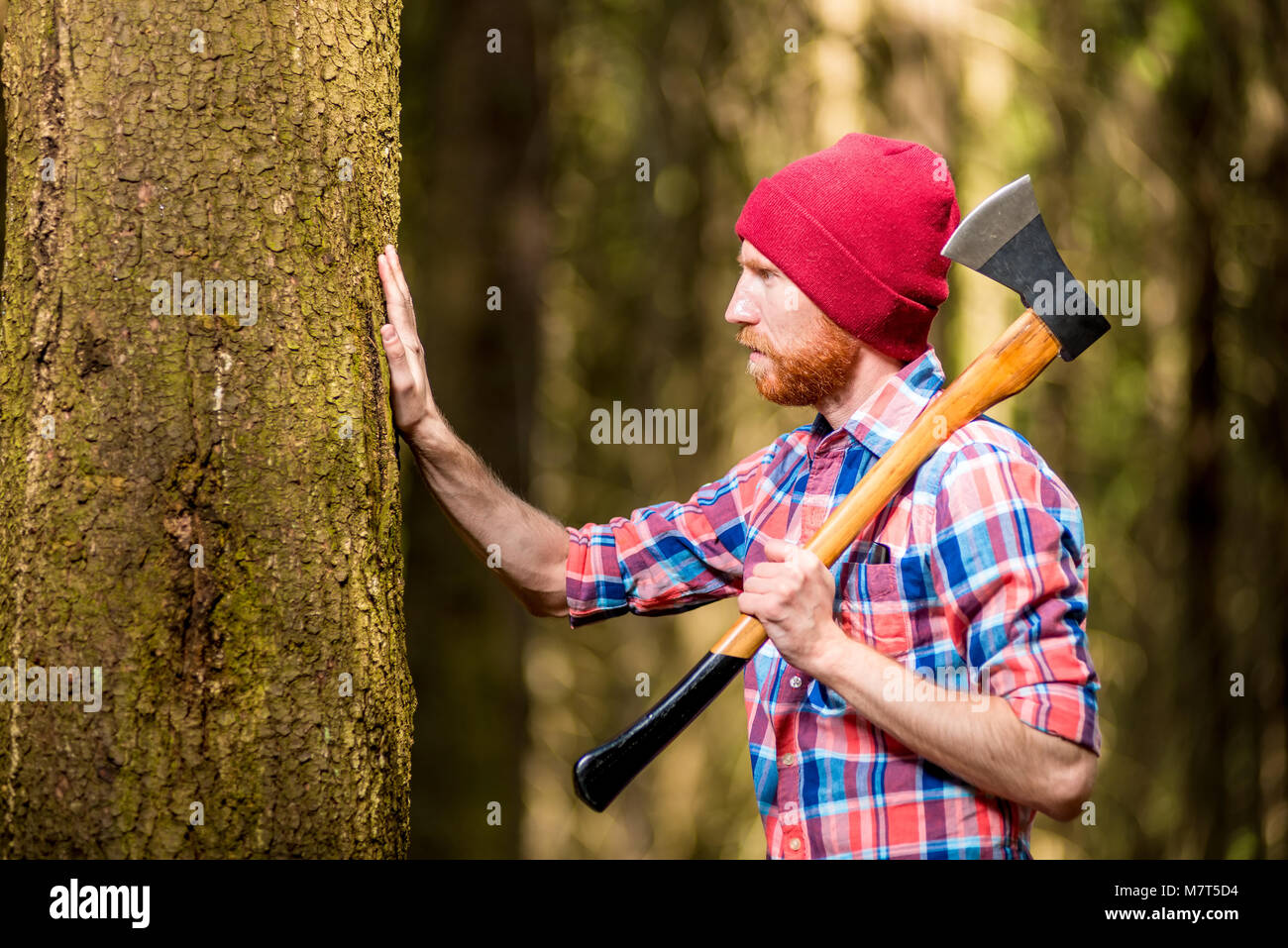 caring bearded forester with topping touches tree bark Stock Photo - Alamy