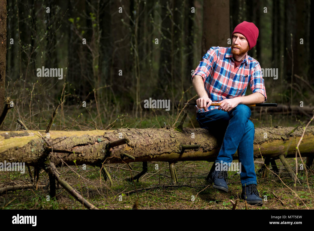 a brooding forester with a beard resting on a fallen tree in the forest ...