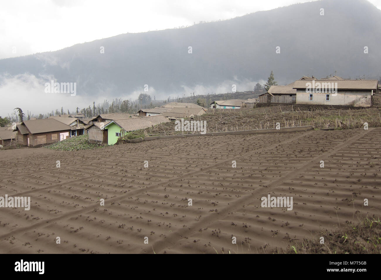 Volcanic ash from Bromo volcano eruption cover whole village, farm and ...