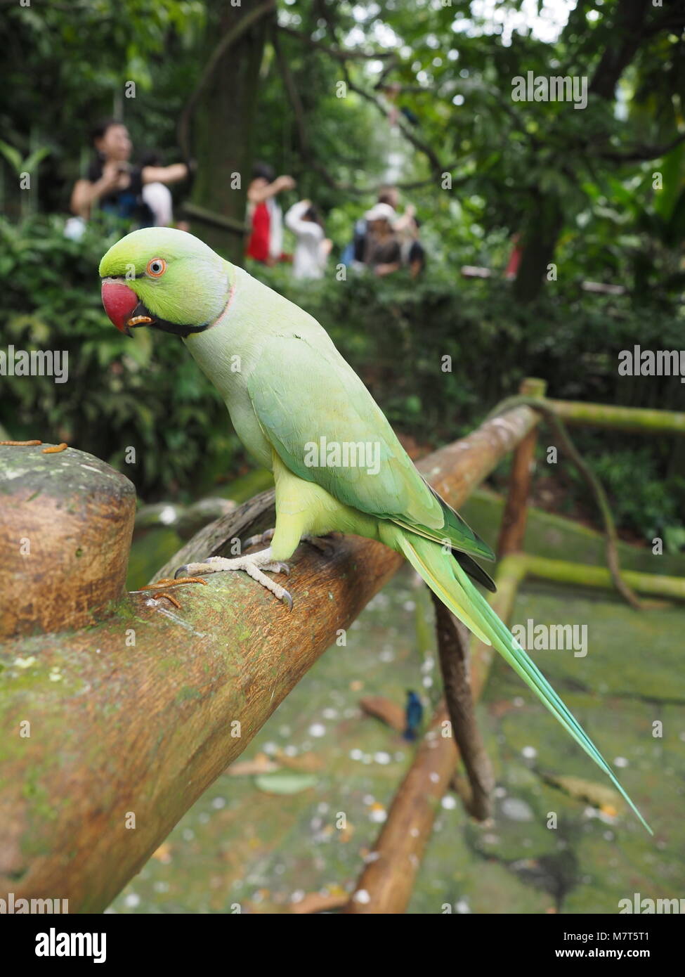 Parrot eating cracker hi-res stock photography and images - Alamy