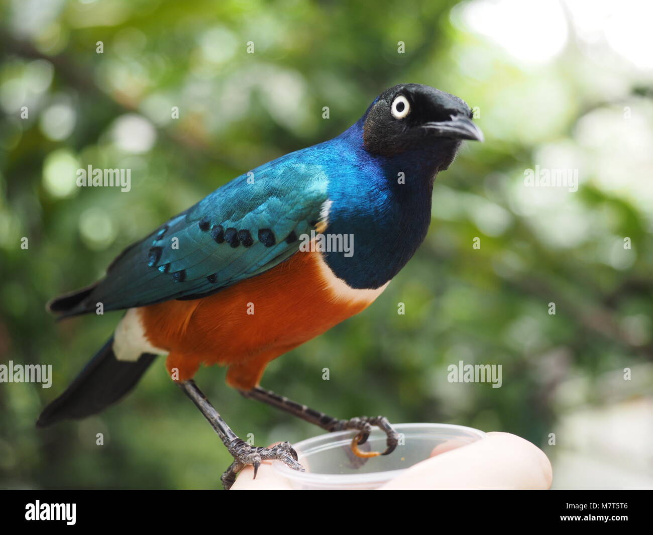 Bird Close Up Stock Photo - Alamy