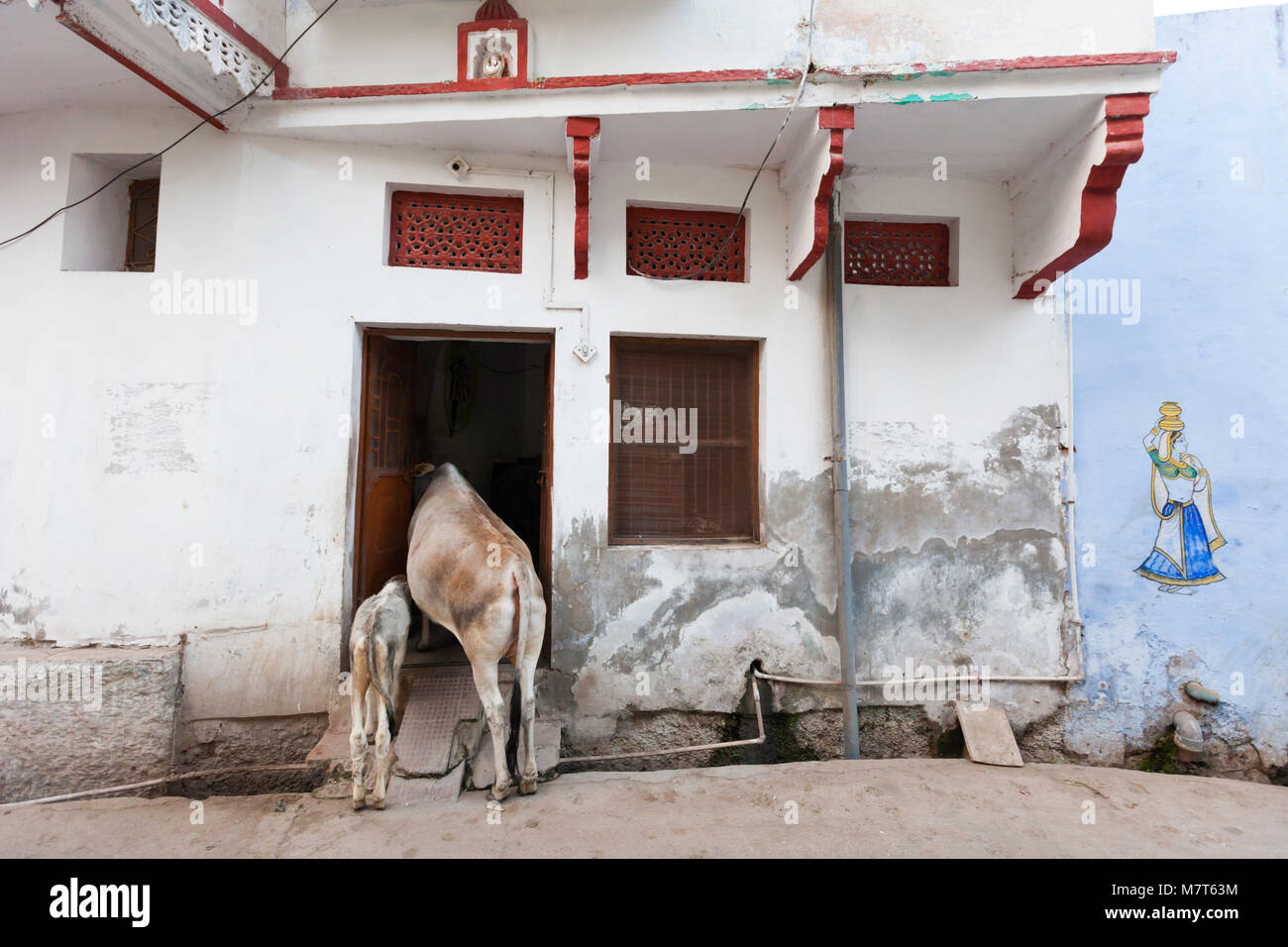 Hindu traditional cows hi-res stock photography and images - Alamy