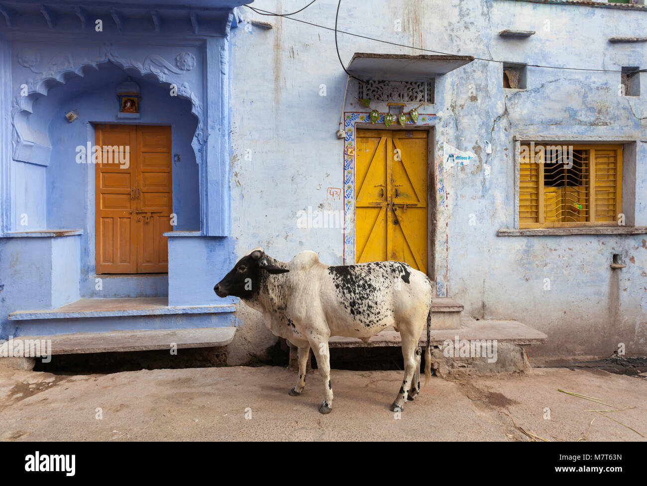 Indian cow in house hi-res stock photography and images - Alamy