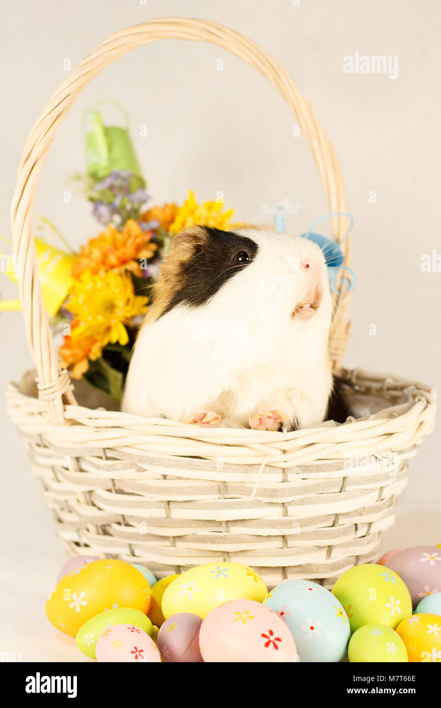 Guinea Pig Happy Easter Stock Photo - Alamy
