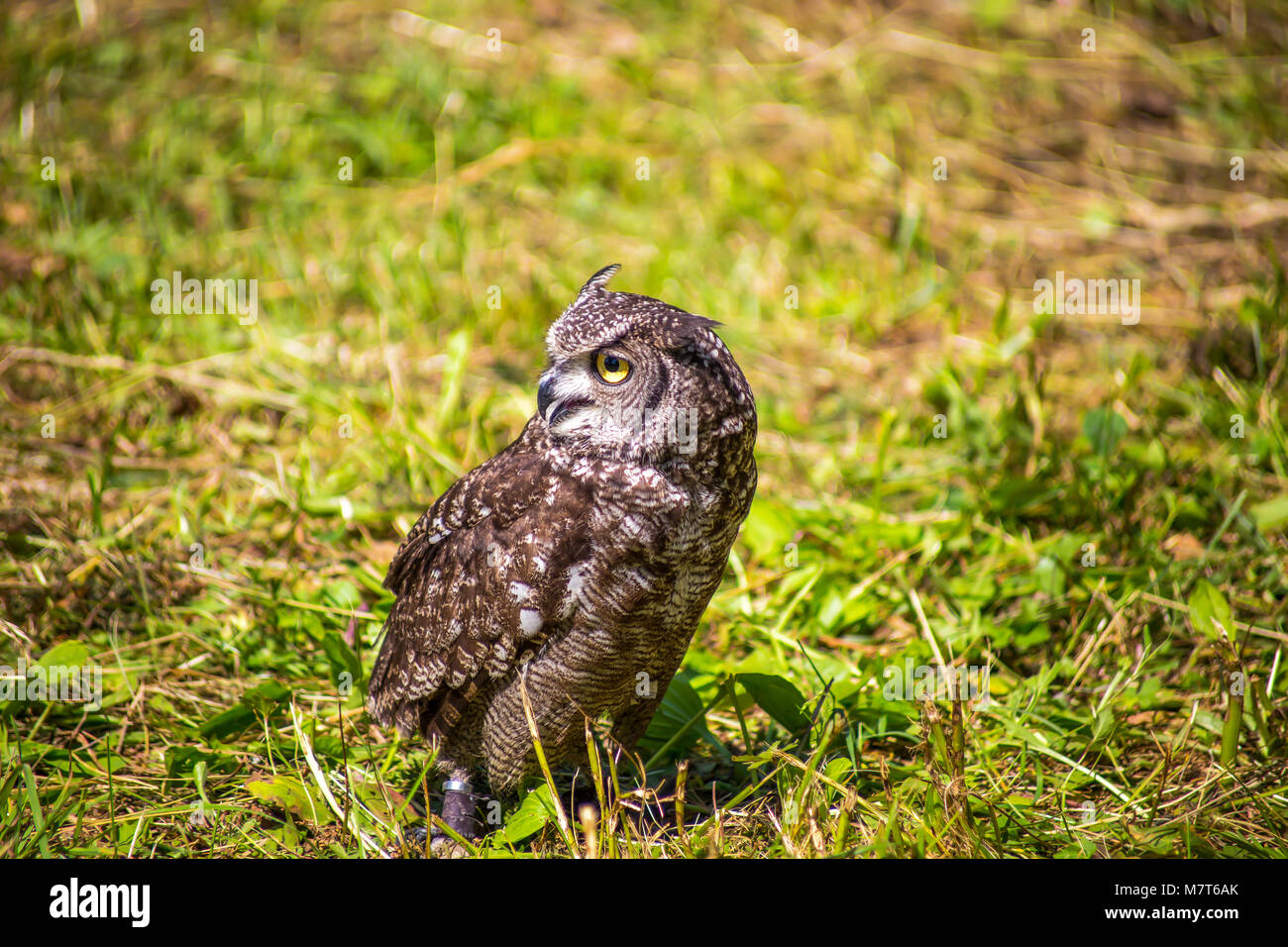 Owl Body High Resolution Stock Photography and Images - Alamy