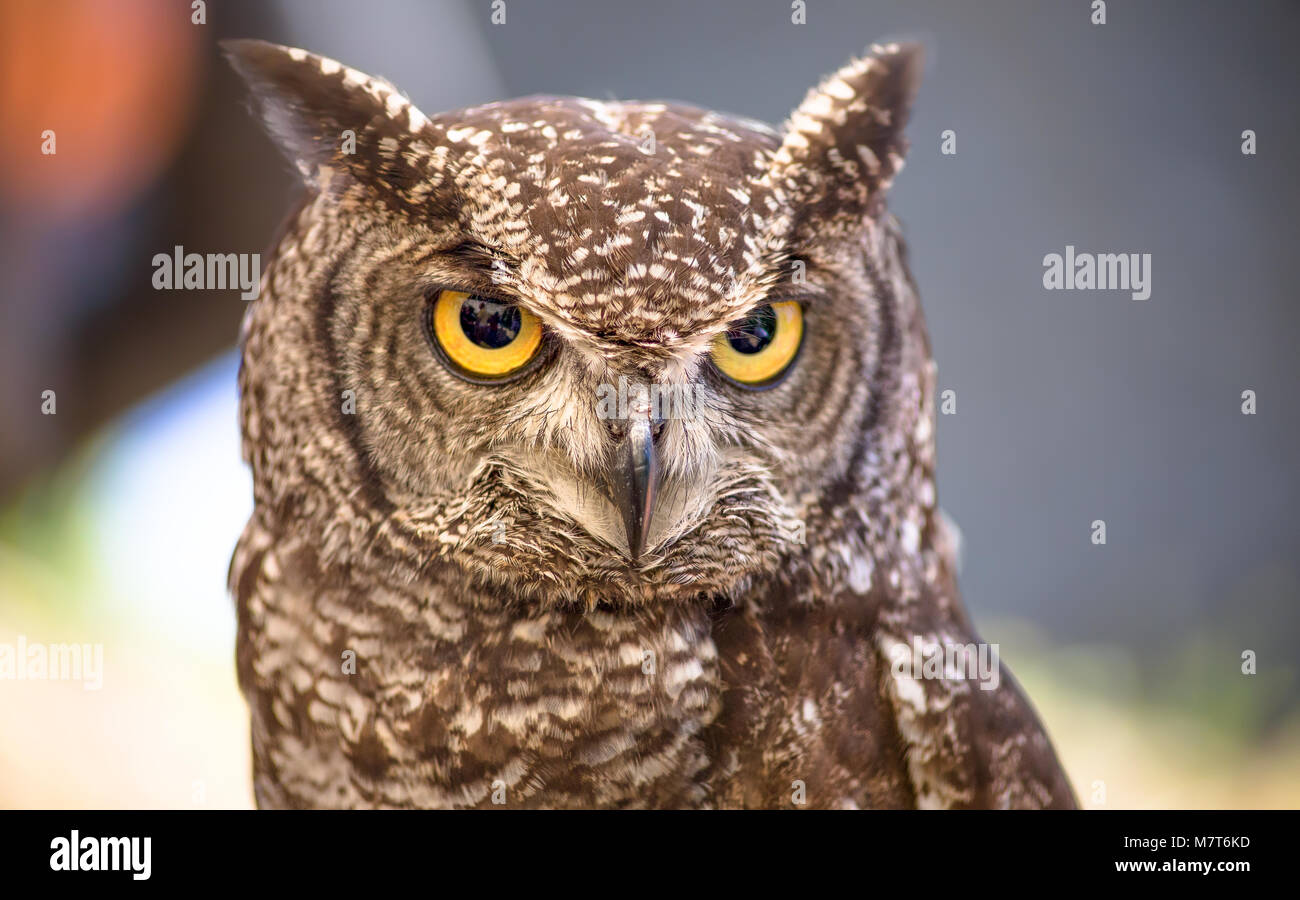 African owl portrait Stock Photo - Alamy