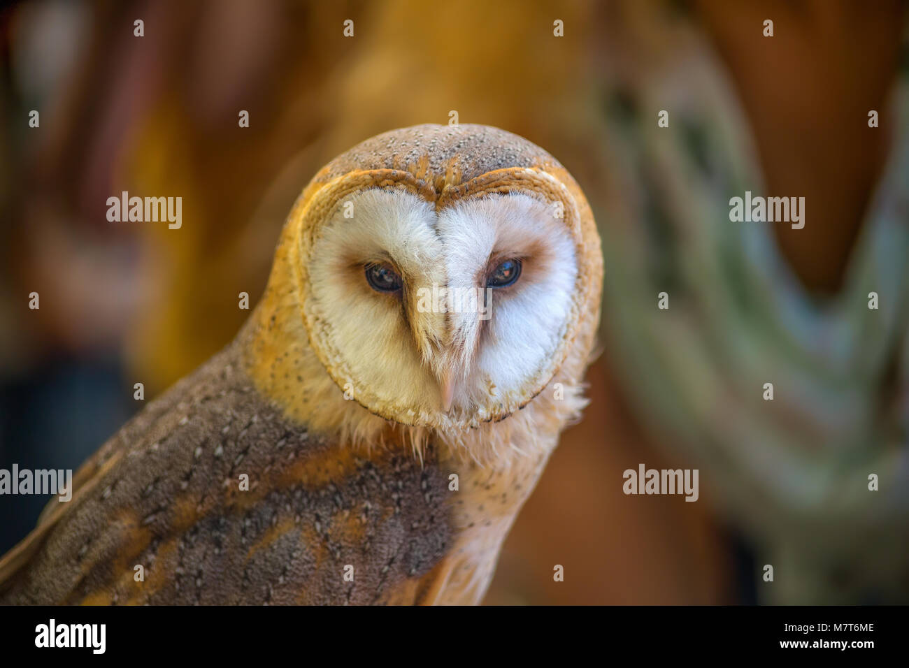 Barn owl head view hi-res stock photography and images - Alamy