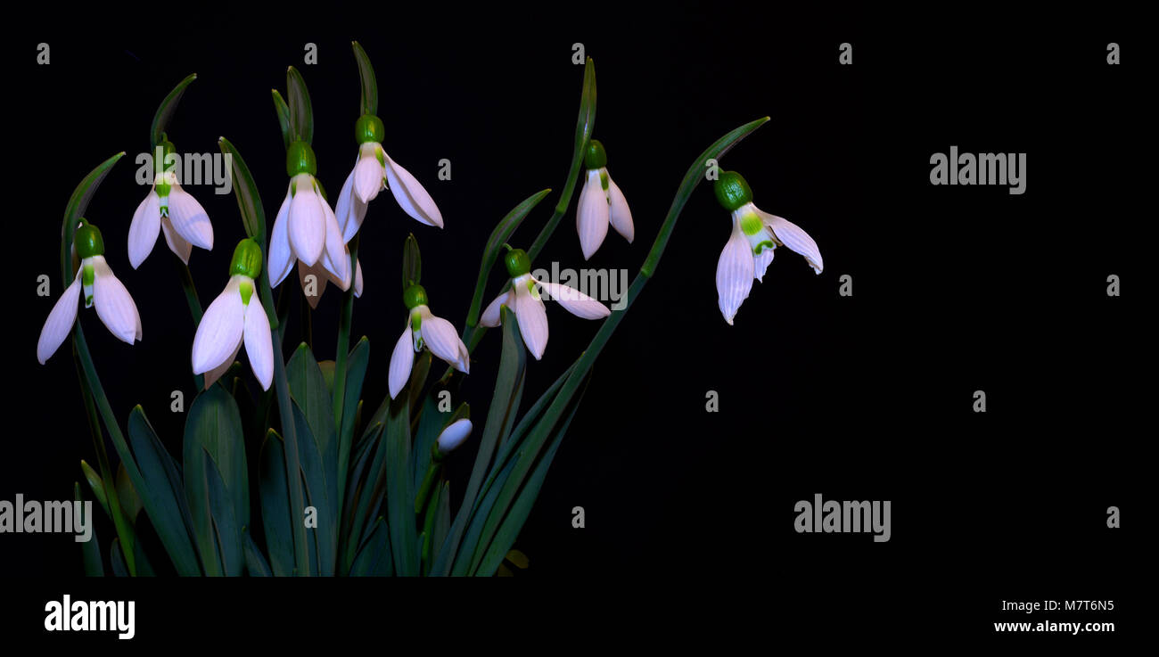 Snowdrop on black background Stock Photo - Alamy