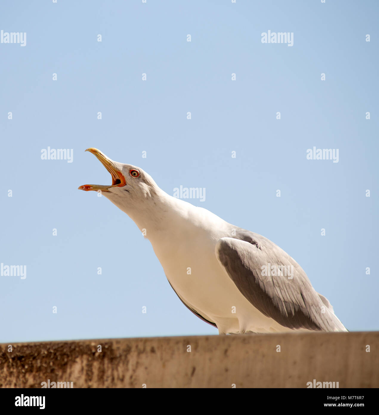 Angry seagull beach hi-res stock photography and images - Alamy