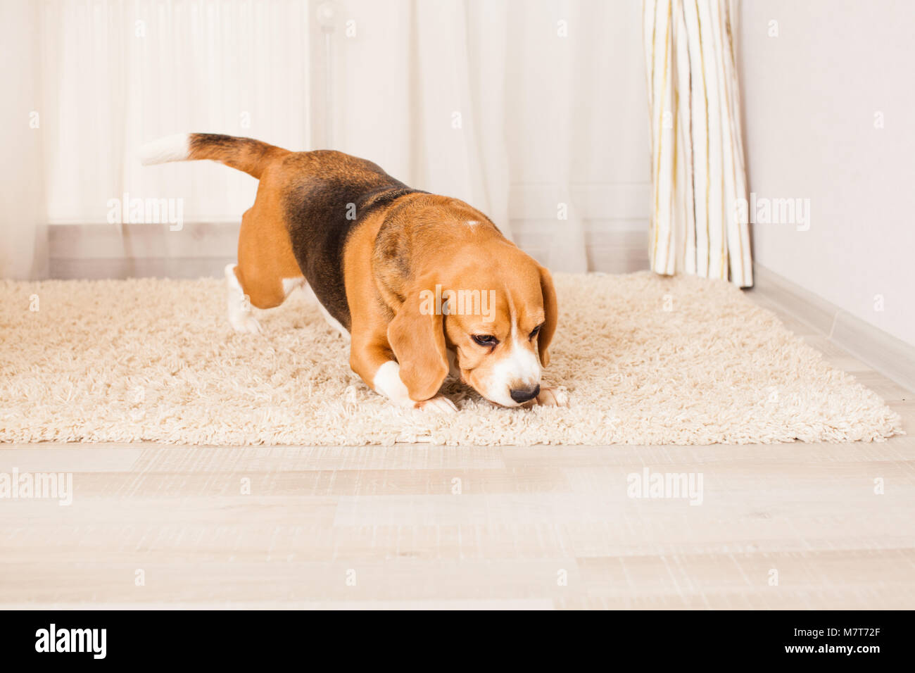 beagle is sniffing something Stock Photo - Alamy
