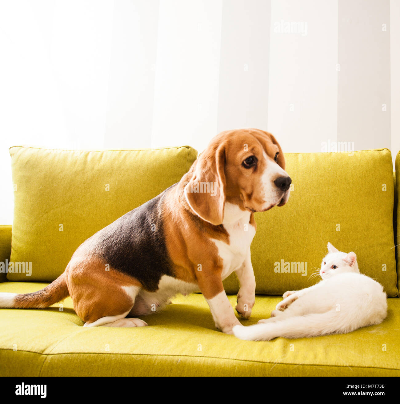 best friends forever Stock Photo - Alamy
