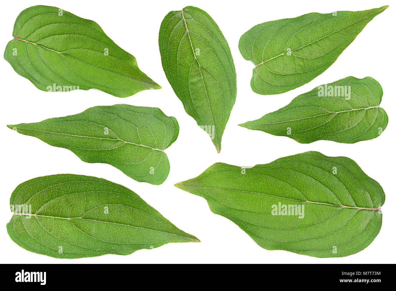 Cornelian berry leaf closeup set isolated on white Stock Photo - Alamy