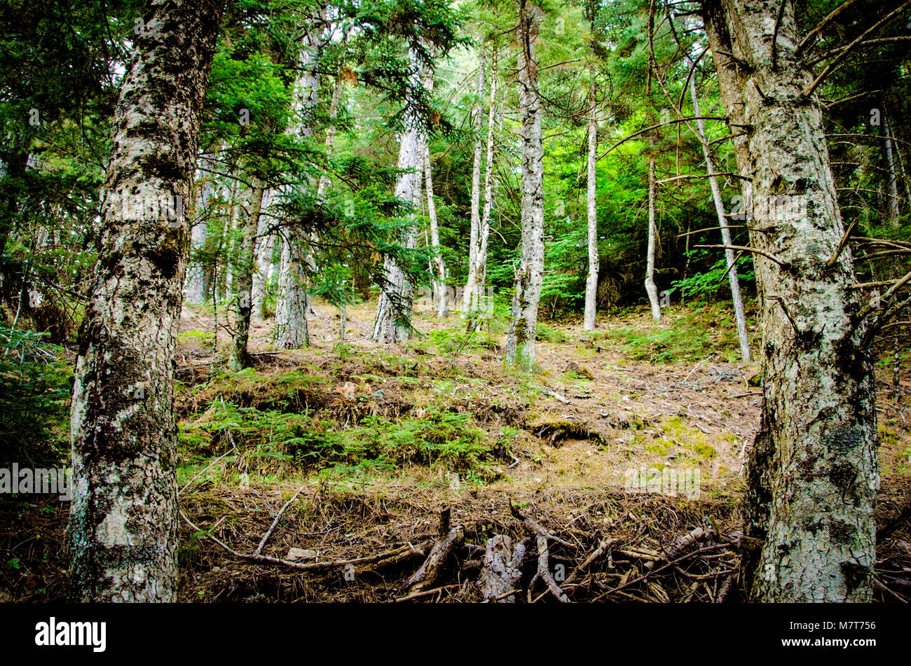 Low angle view of forest trees and roots. Nature green wood backgrounds ...