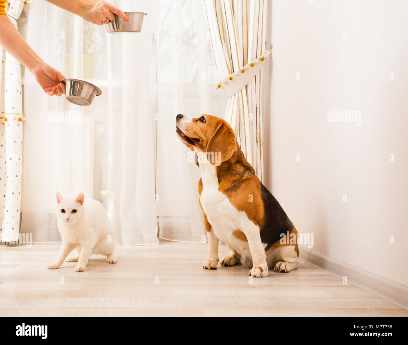Animals are waiting for some food Stock Photo - Alamy