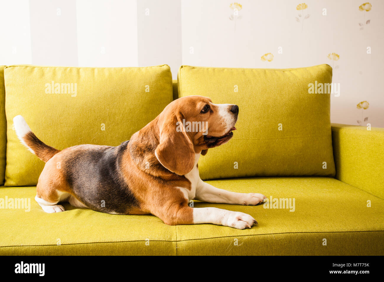 lying beagle dog Stock Photo - Alamy