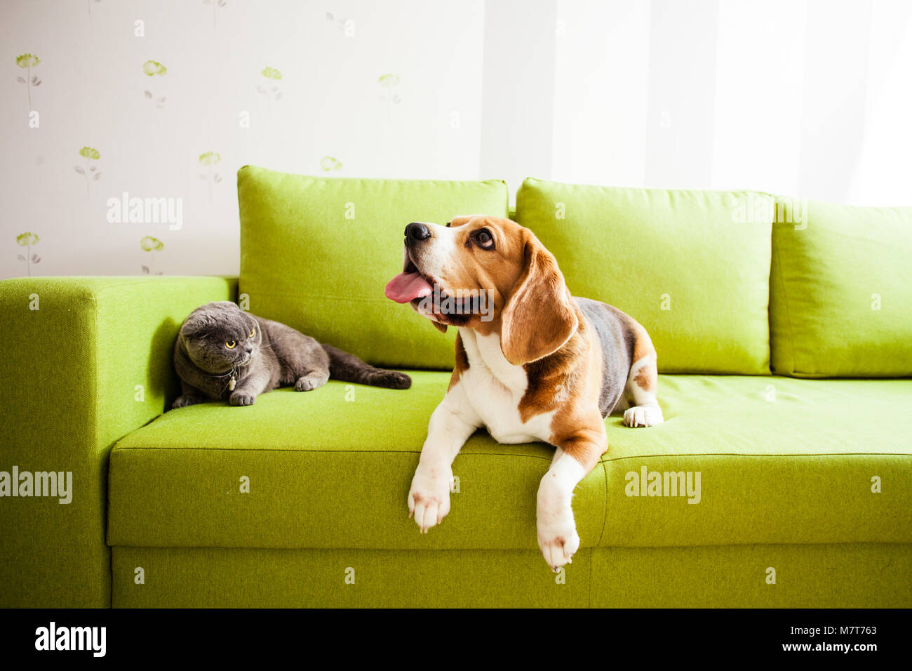The animals lying Stock Photo - Alamy