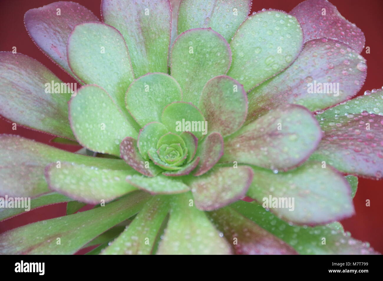 Aeonium Arboreum, tree aeonium, Irish rose Stock Photo - Alamy