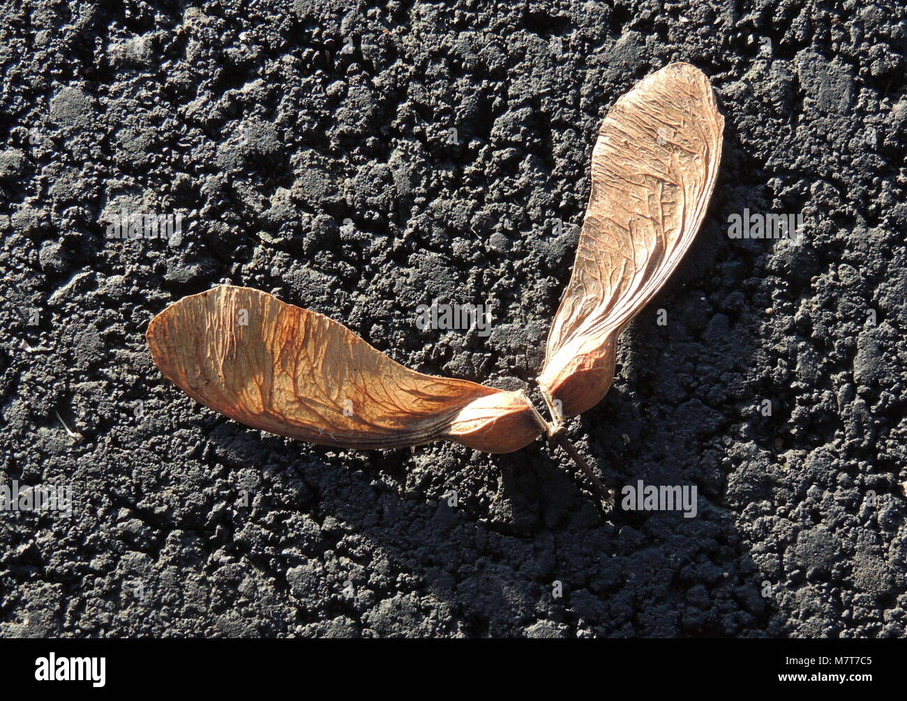 Fallen seeds from a Sycamore tree (Acer pseudoplatanus Stock Photo - Alamy