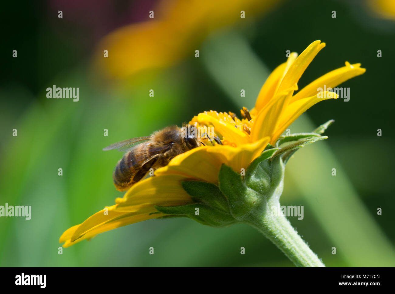 close up of honey bee collecting nectar from a yellow plant Stock Photo ...
