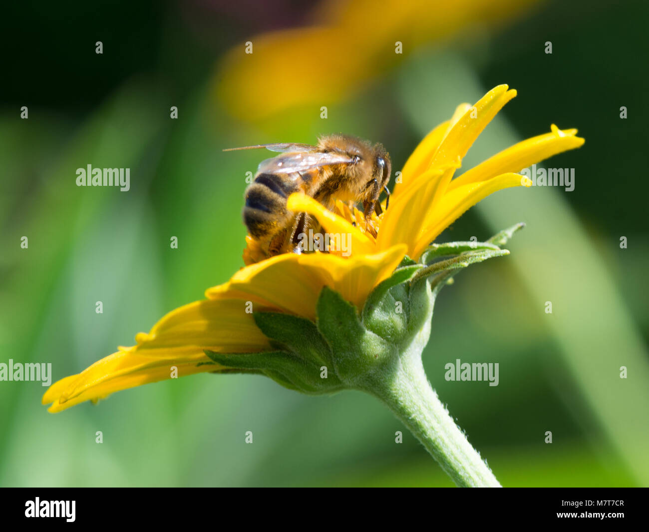 close up of honey bee collecting nectar from a yellow plant Stock Photo ...