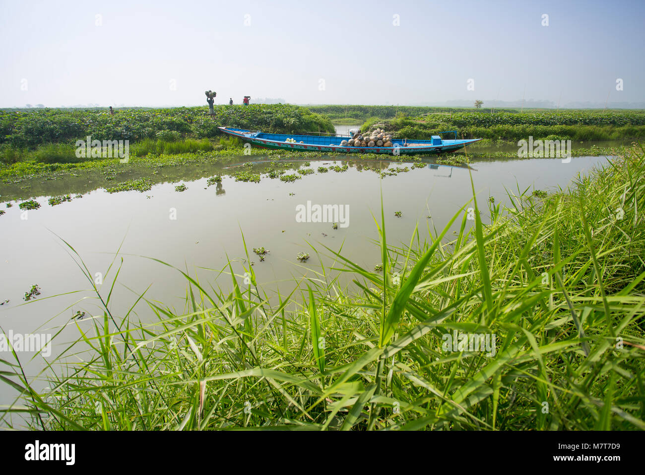 Pumpkins are loading on Boat at Arial Beel, Munshigonj, Bangladesh ...