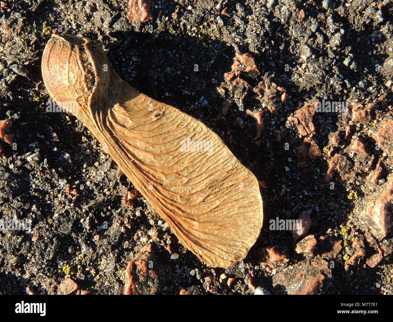 Fallen seeds from a Sycamore tree (Acer pseudoplatanus Stock Photo - Alamy