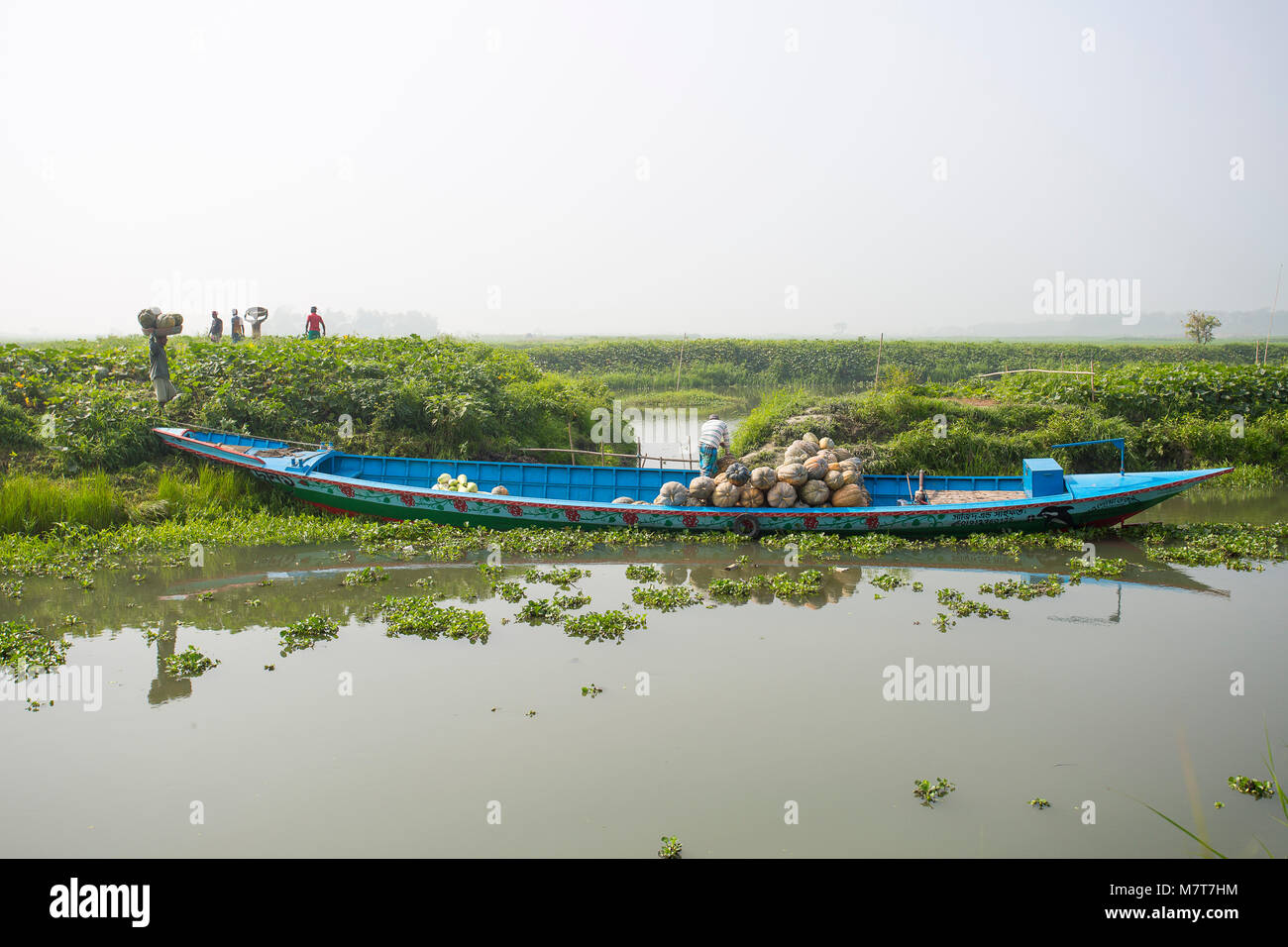 Pumpkins are loading on Boat at Arial Beel, Munshigonj, Bangladesh ...