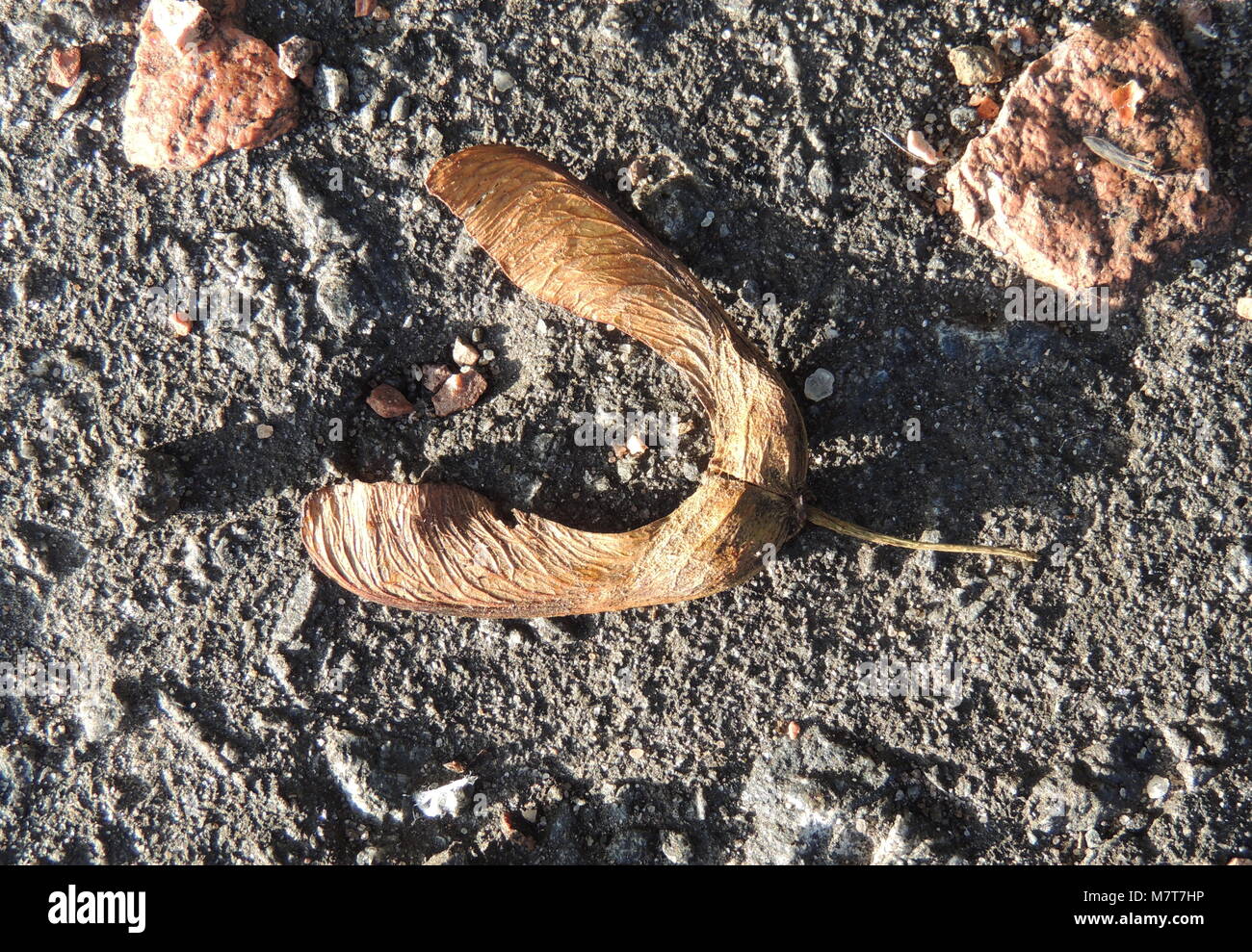 Sycamore seed pod hi-res stock photography and images - Alamy