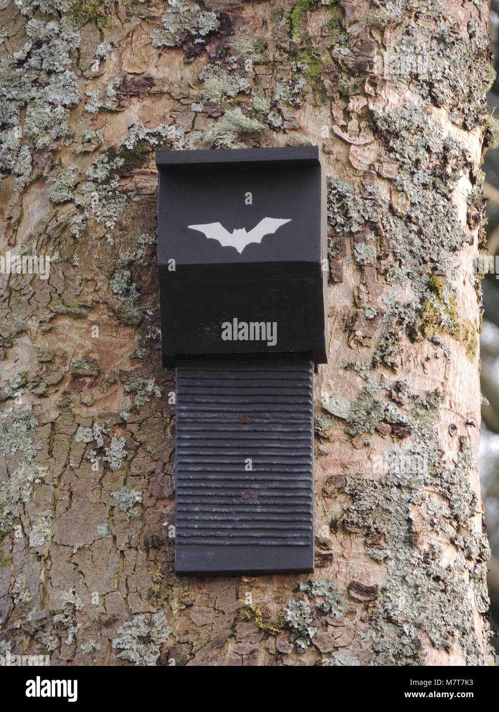 An artificial, wooden bat box, attached to a tree trunk Stock Photo - Alamy