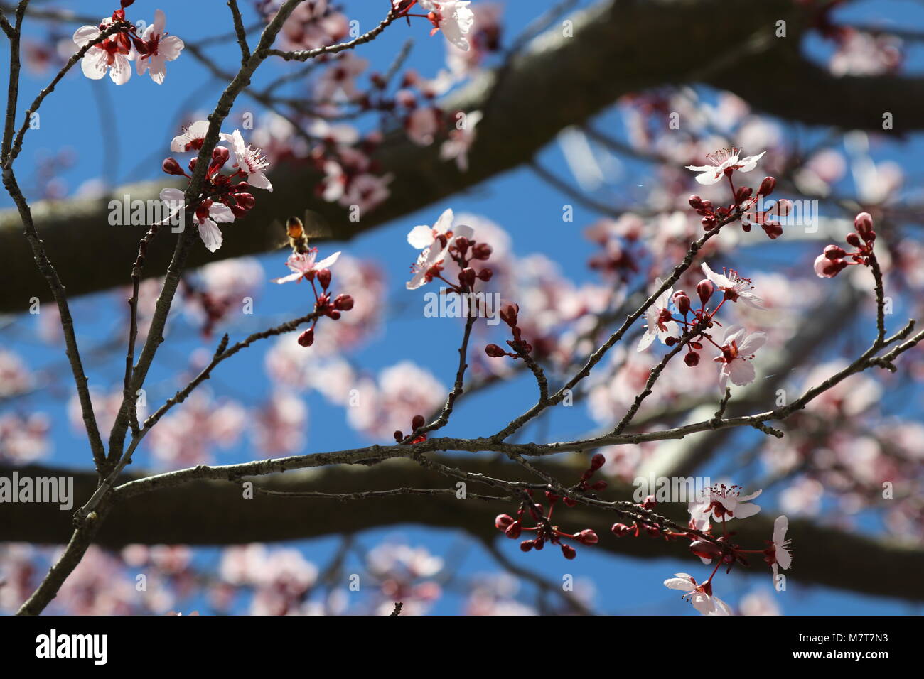 Budding cherry blossoms hi-res stock photography and images - Alamy