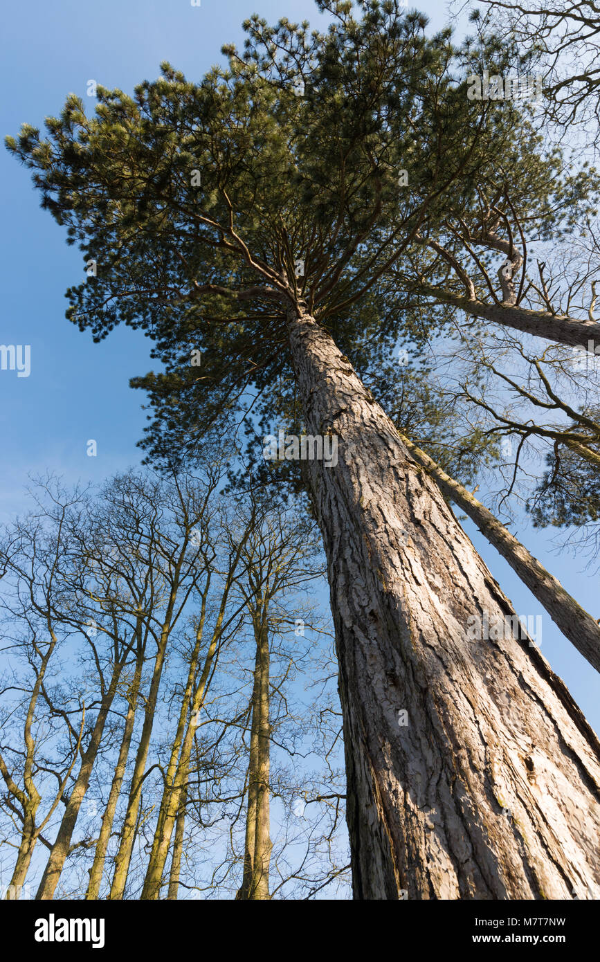 view from ground of enormous tall tree with green canopy and white bark ...