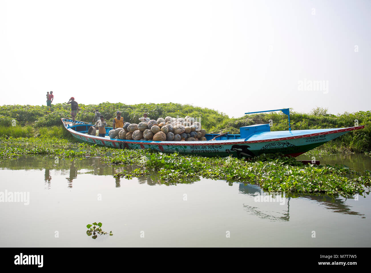 Pumpkins are loading on Boat at Arial Beel, Munshigonj, Bangladesh ...