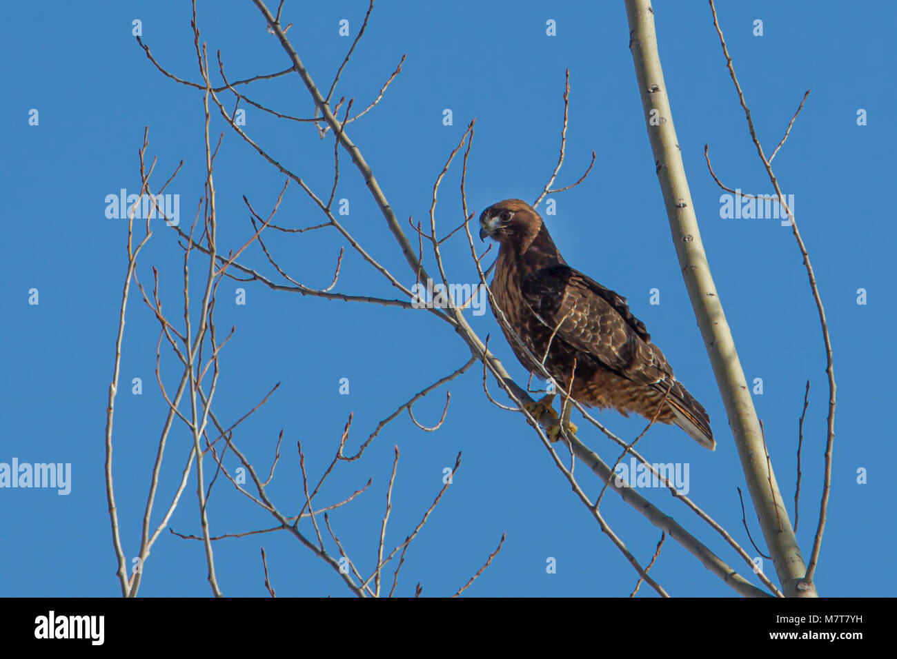 Red tailed hawk perched hi-res stock photography and images - Alamy
