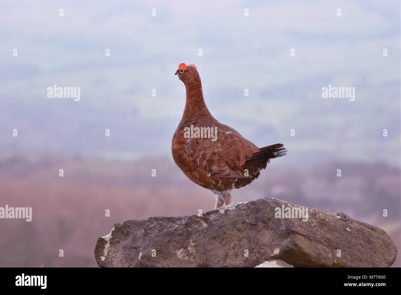 Female red grouse on hi-res stock photography and images - Alamy