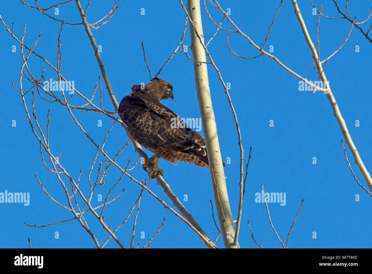 Red tailed hawk perched hi-res stock photography and images - Alamy