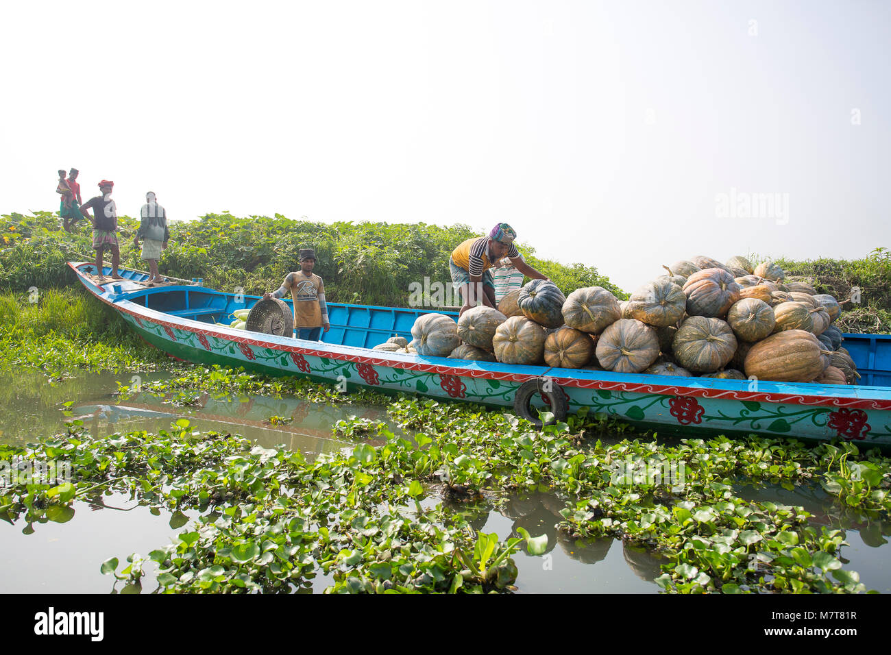 Pumpkins are loading on Boat at Arial Beel, Munshigonj, Bangladesh ...