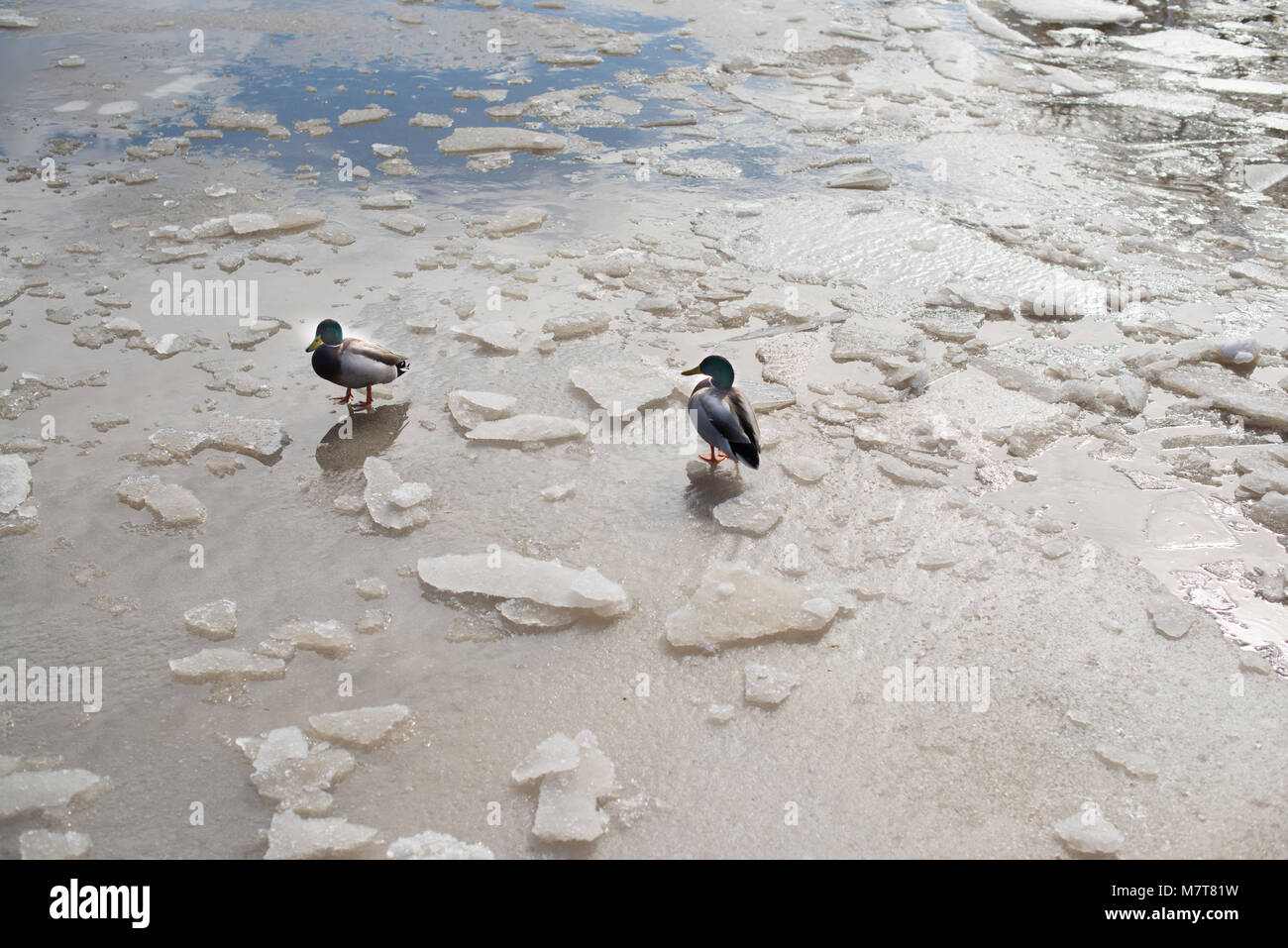 ducks walking on frozen pond wit chuncks of ice on the surface Stock ...