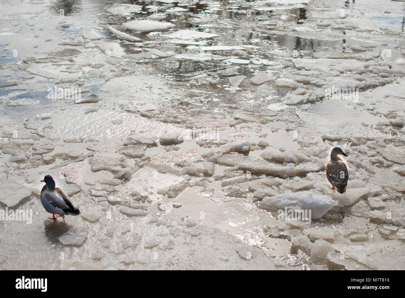Frozen duck feet hi-res stock photography and images - Alamy