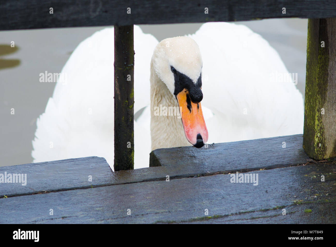 Sad swan hi-res stock photography and images - Alamy