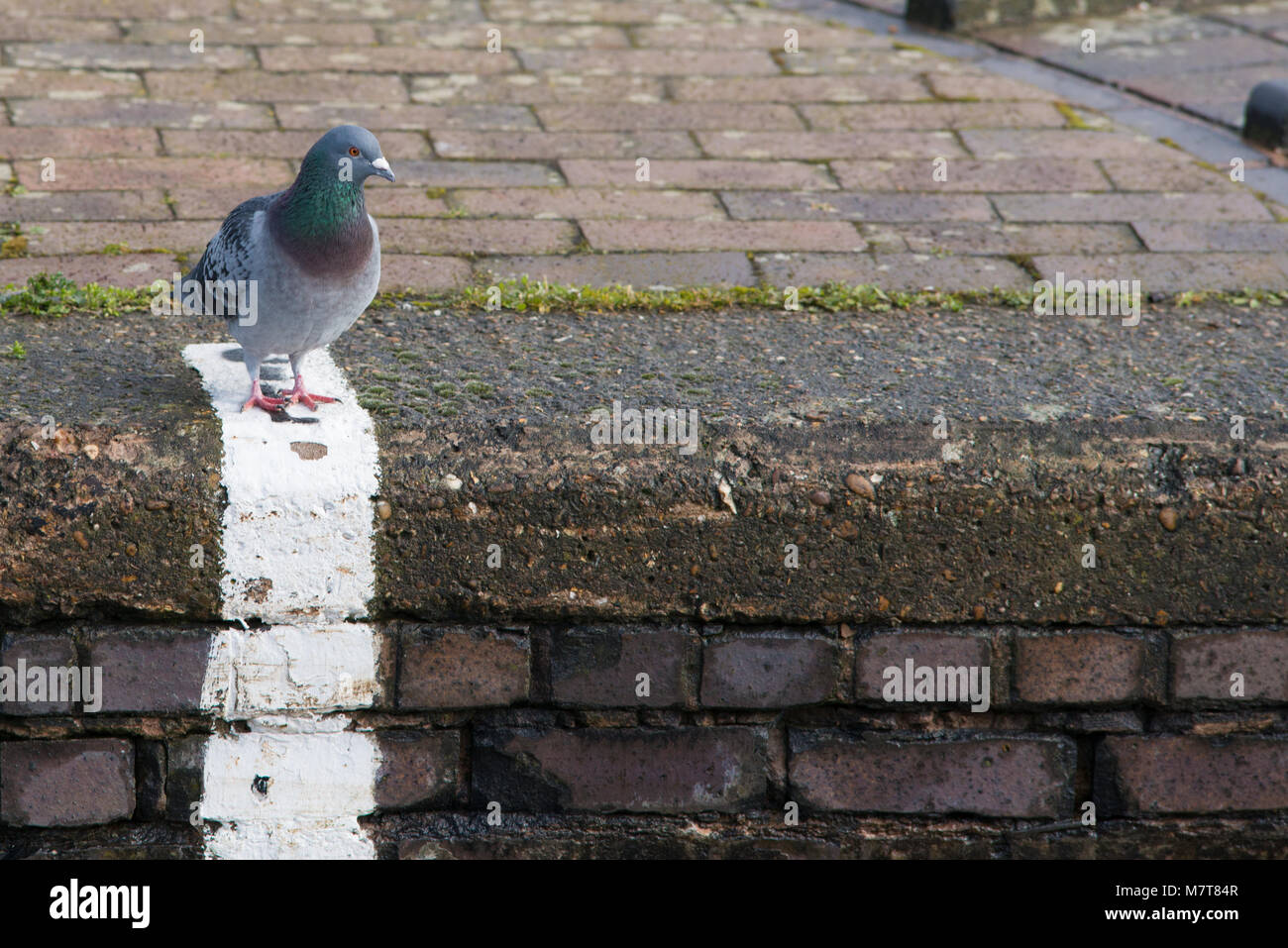 racing pigeon stood on white starting line with look of concentration ...