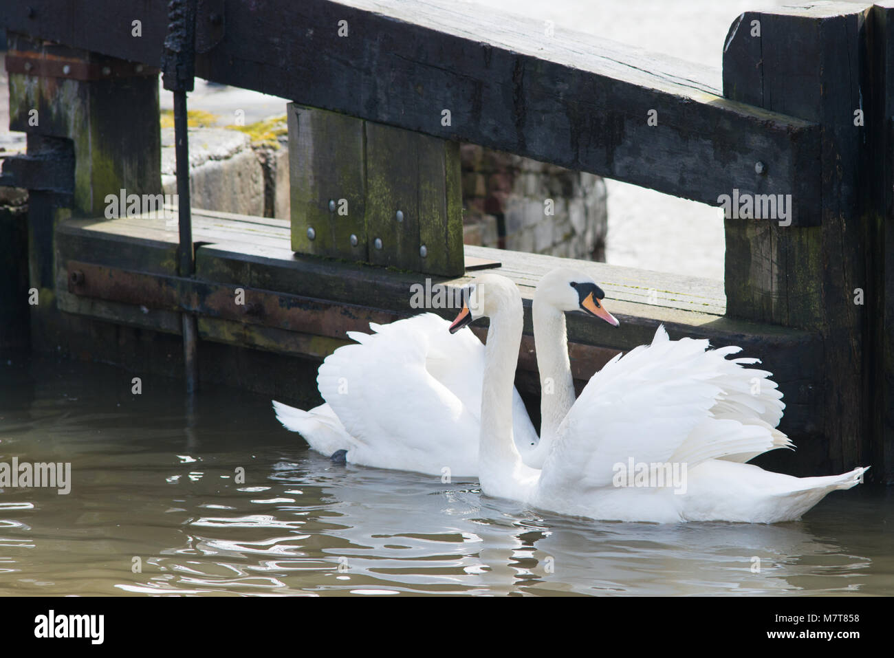 Swan Mating Mate Love In High Resolution Stock Photography and Images ...