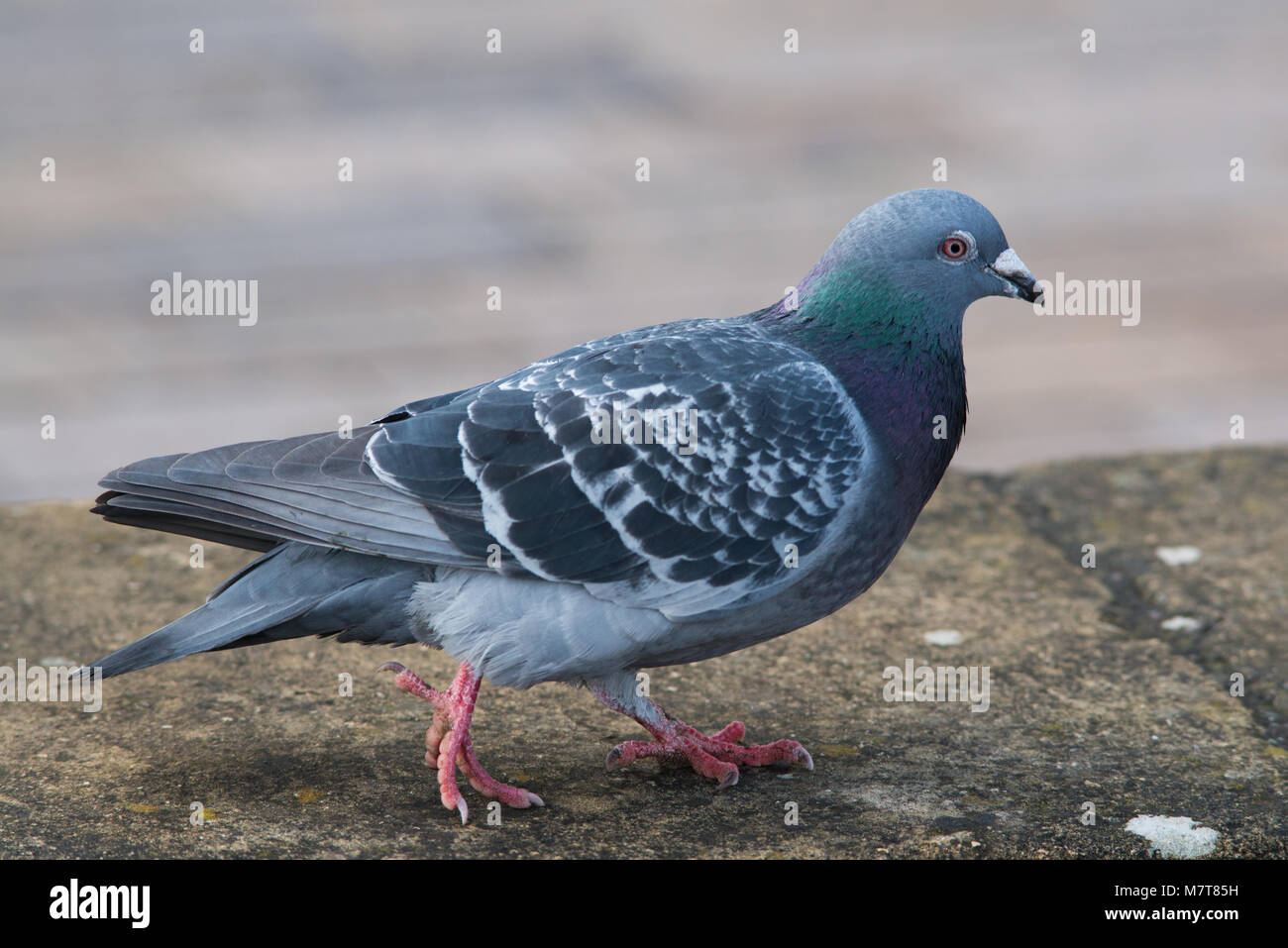 isolated common grey pigeon stands and walks on stone wall Stock Photo ...