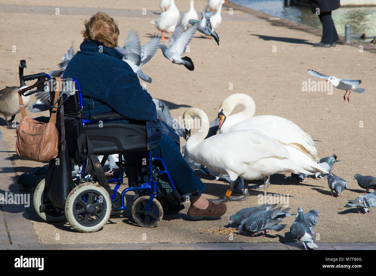 Disabled pigeon hi-res stock photography and images - Alamy