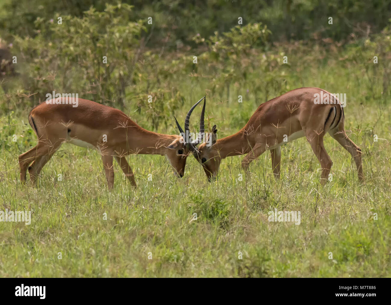 Young Impala fighting Stock Photo - Alamy